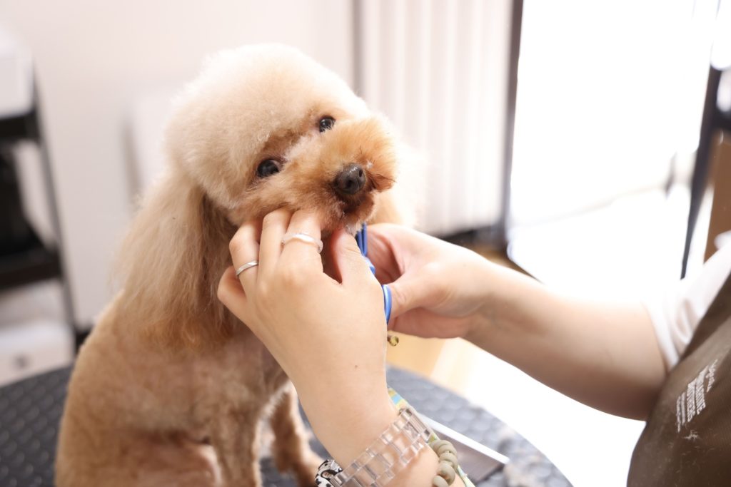 Dog Salon DiL ドッグサロンディル