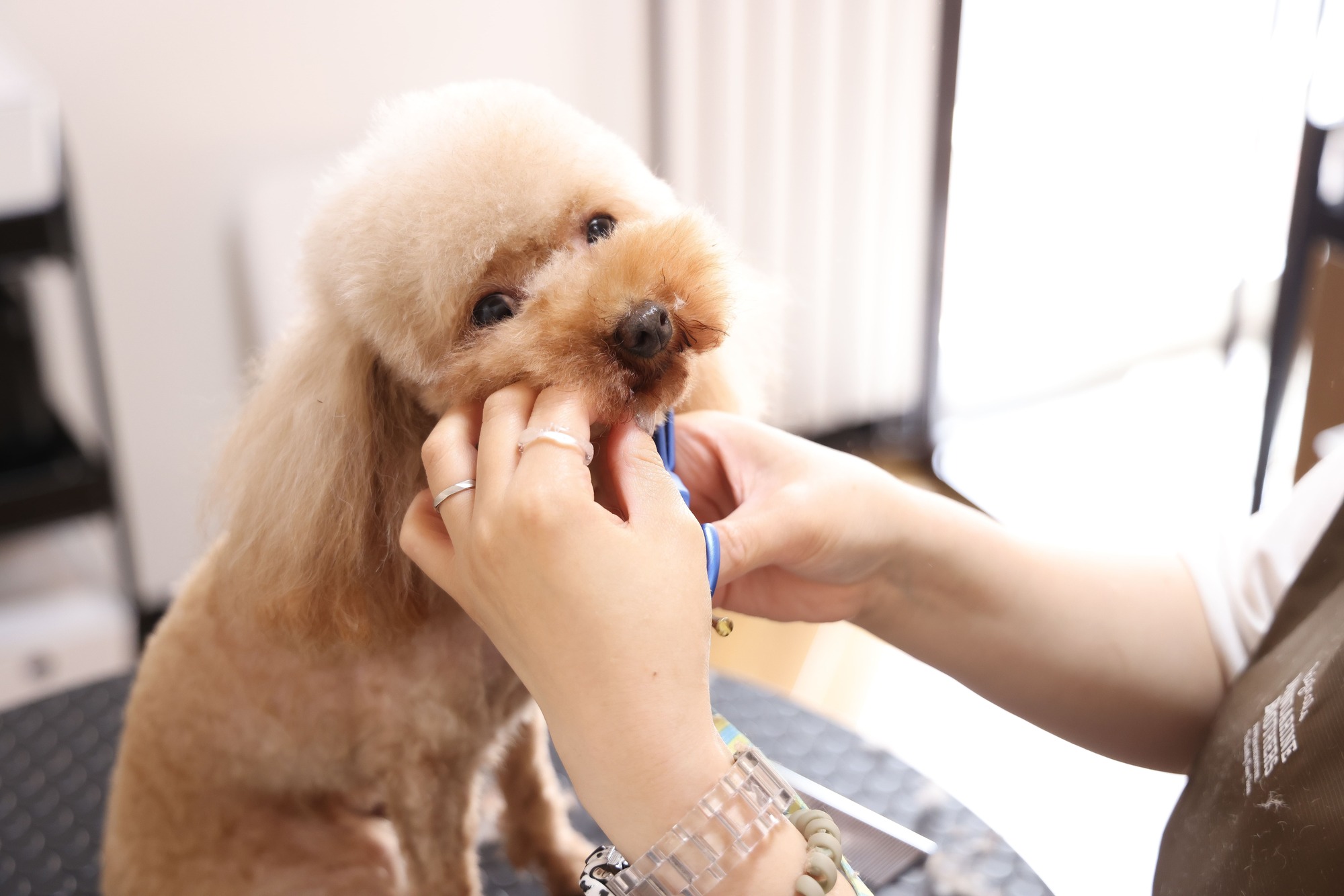 Dog Salon DiL ドッグサロンディル